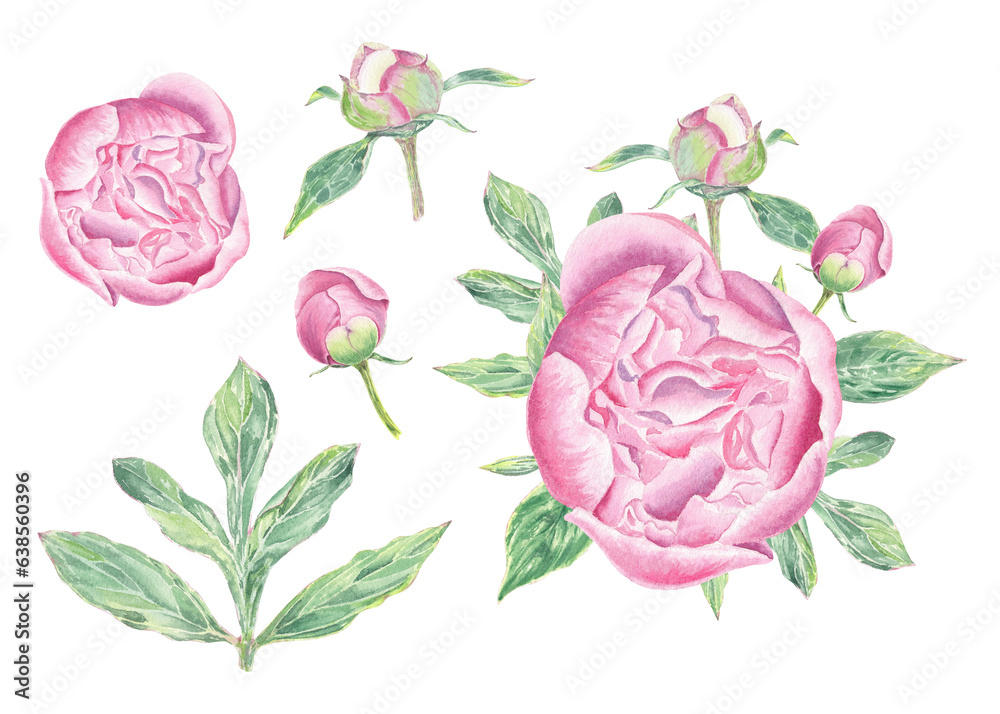 Watercolor clipart peony flower hand drawn in the botanical style for ...