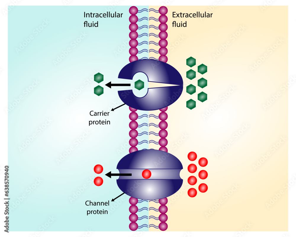 Vetor de Facilitated Diffusion through a specific or non specific ...