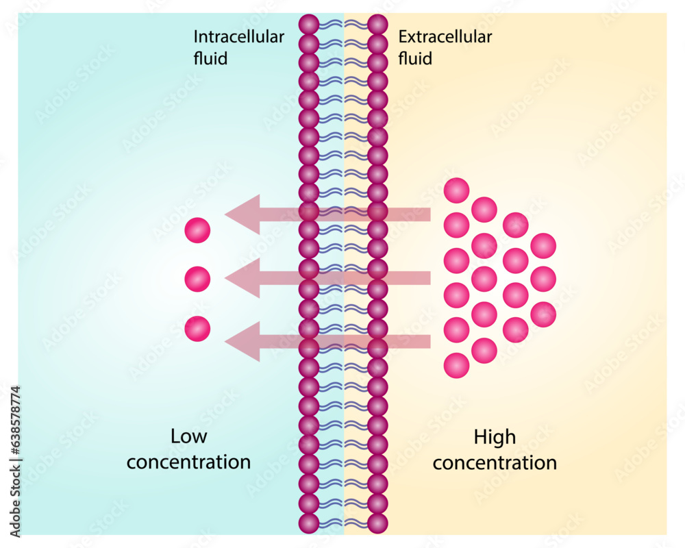 Passive Transport. Simple diffusion through the lipid bilayer, the ...