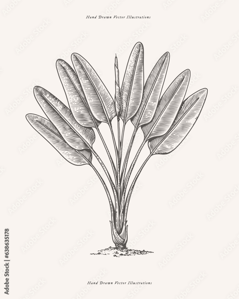 Exotic palm tree with large leaves in engraving style. Hand drawn ...