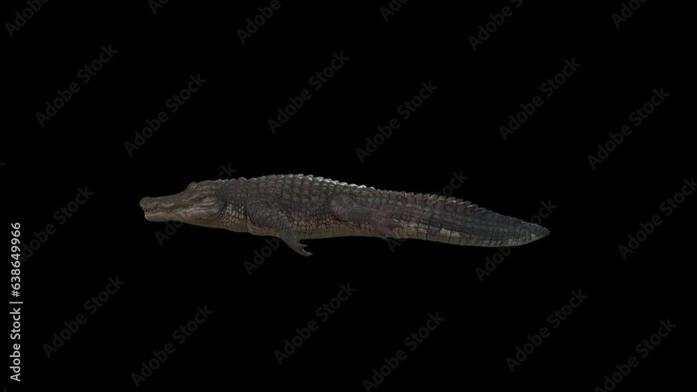 3D Reptile alligator loop swimming animation walk cycle side view on ...