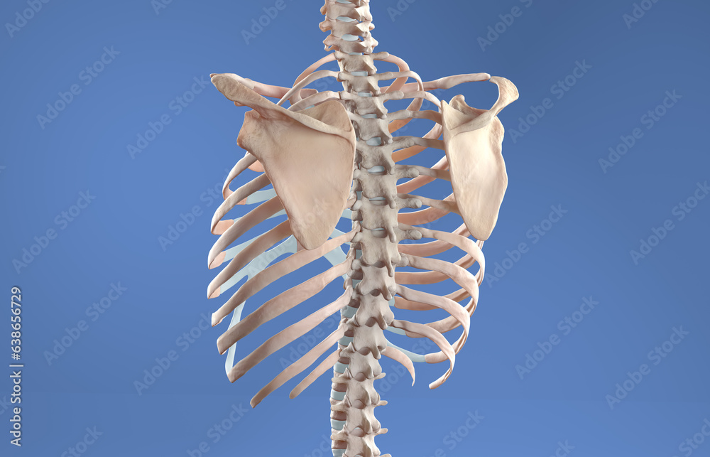 Posterior view of torso skeleton featuring spine, scapula and rib cage ...