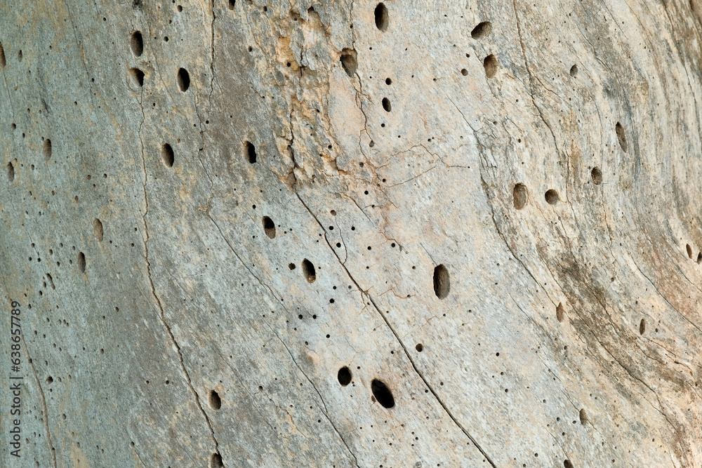 Tiny holes bored in tree stump that is also missing bark Stock Photo ...