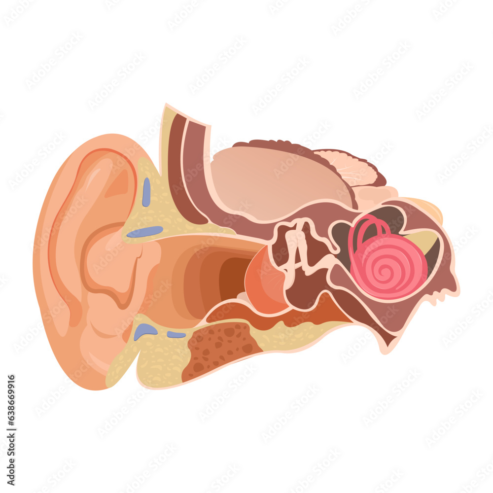Anatomy of the human ear. The internal structure of the ears, the organ ...