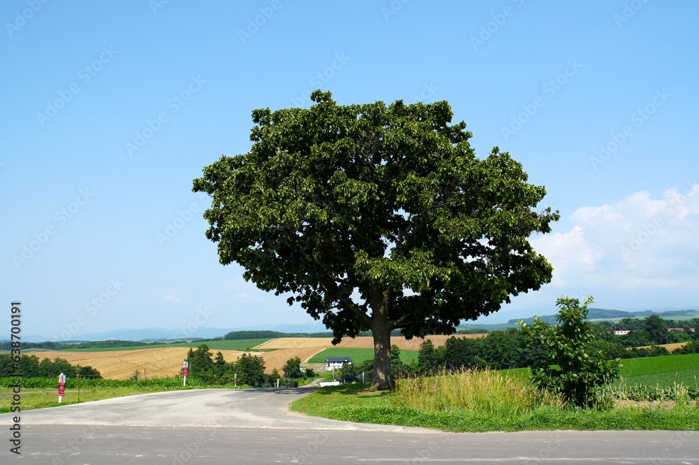 Seven Star Tree in Biei Town - Famous Oak Tree Stock Photo | Adobe Stock