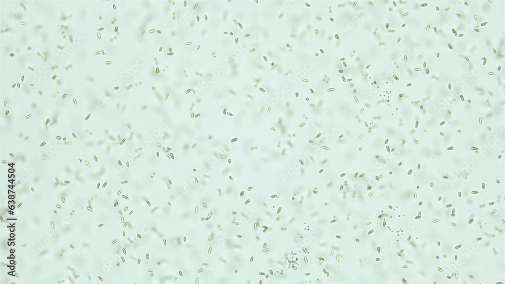 Unicellular algae Dunaliella salina under the microscope, Chlorophyta ...