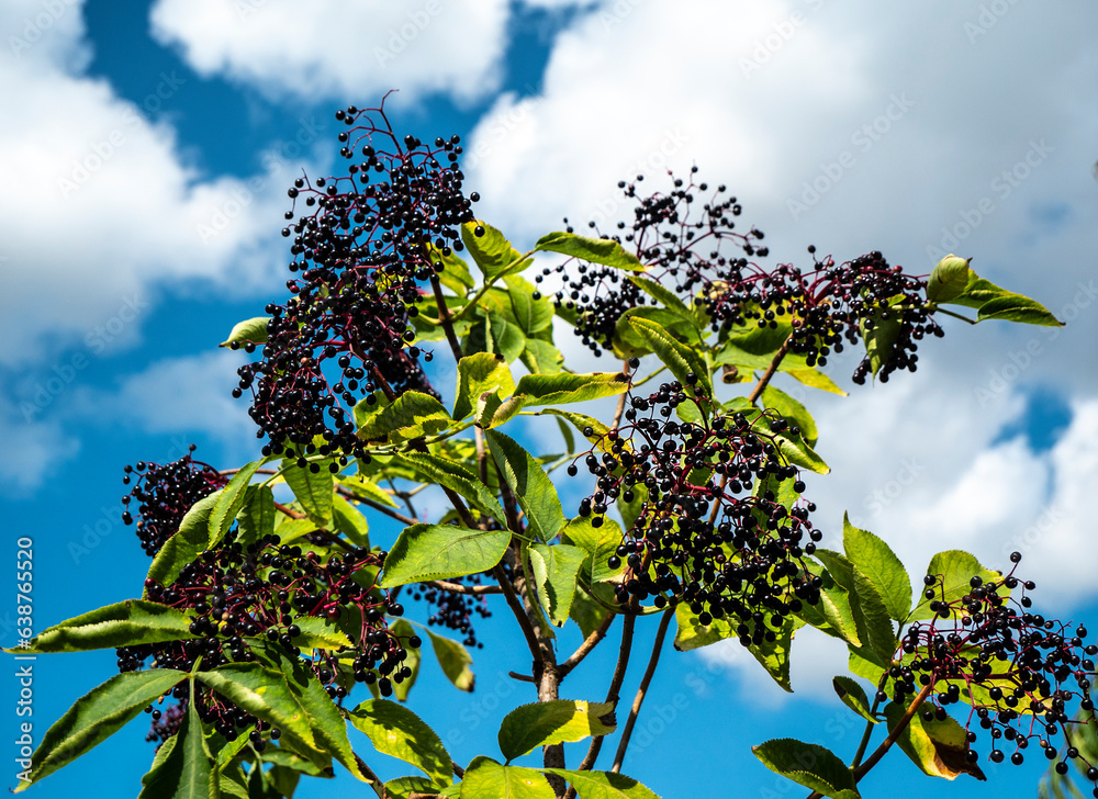 Black elderberry branch with fruits. Elderberry (Sambucus) is a genus ...