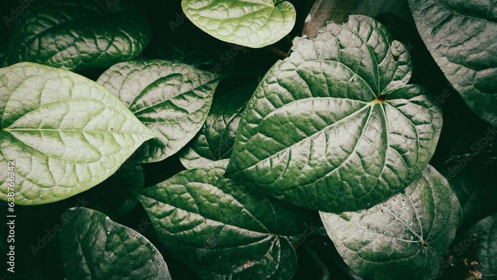 Close up portrait Daun Sirih or Betel leaves that thrive with green ...