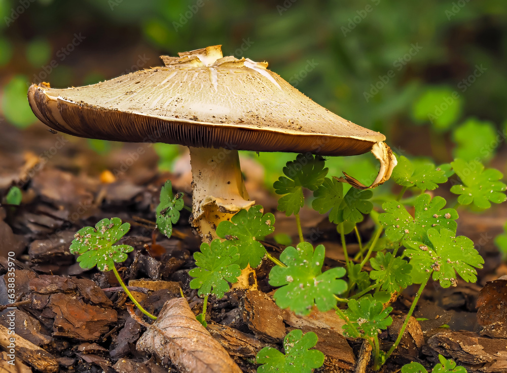 Tuberous mushroom in natural habitat, Agaricus silvicola, edible ...