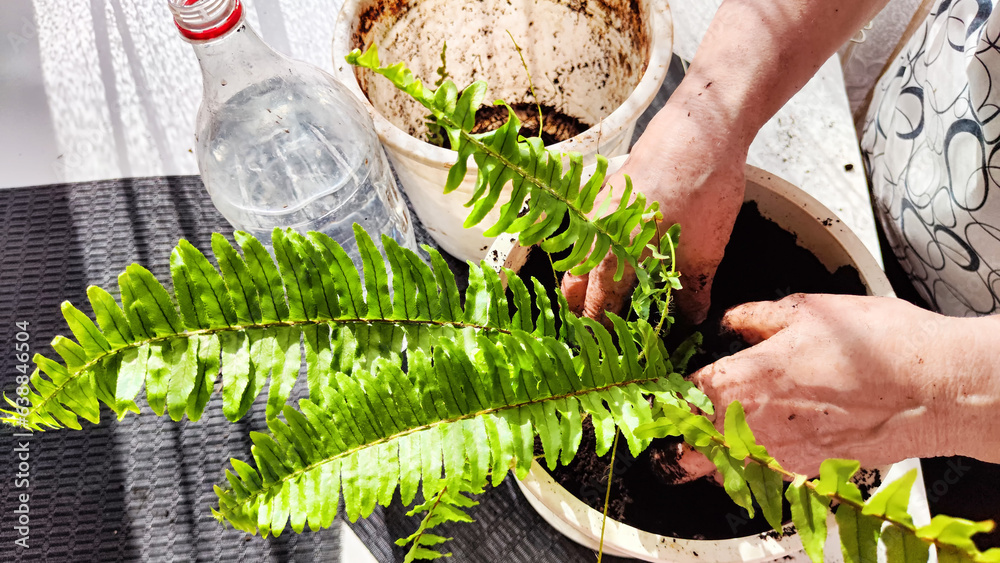 Transplanting a houseplant fern and female hands. A housewife gardener ...