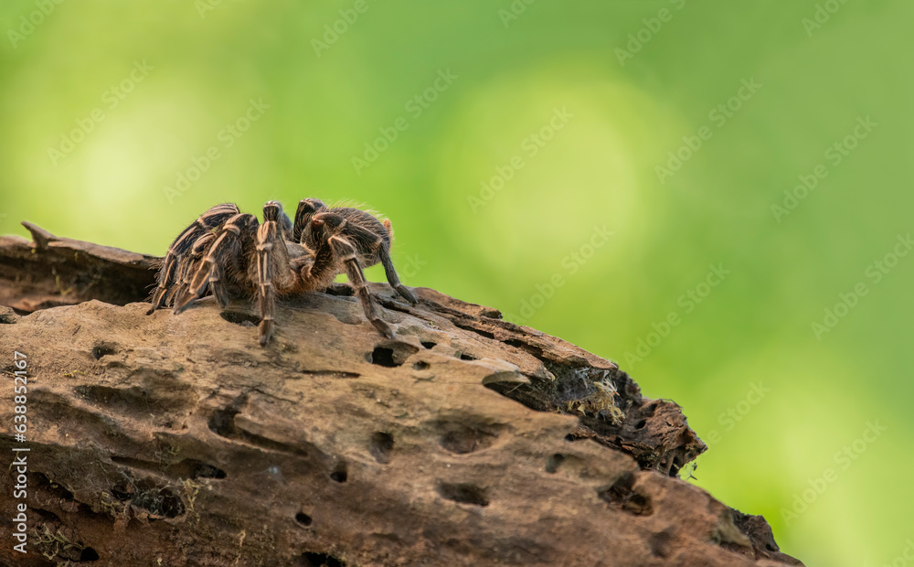 Aphonopelma Seemanni Common name Costa Rica Zebra Species Species New ...