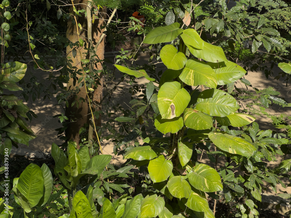 Epipremnum pinnatum also called centipede tongavine and dragon-tail ...