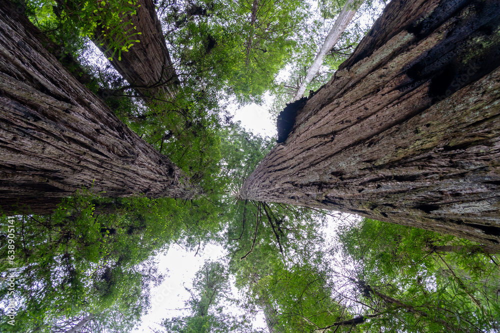 Low angle view of large redwood trees in California, United States ...