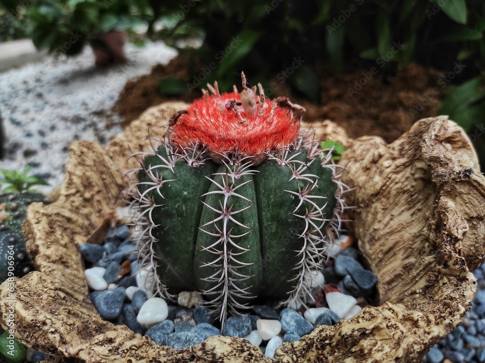 Melocactus matanzanus, common name dwarf Turk's-cap cactus or Turk's ...