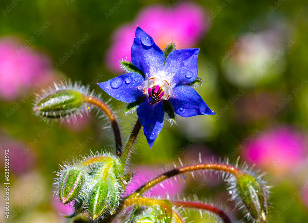 Cucumber grass, Borago officinalis. Annual borage medicinal (lat ...
