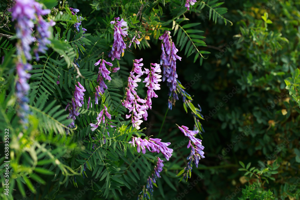 Mouse pea Vicia cracca. Valuable honey plant, fodder and medicinal ...