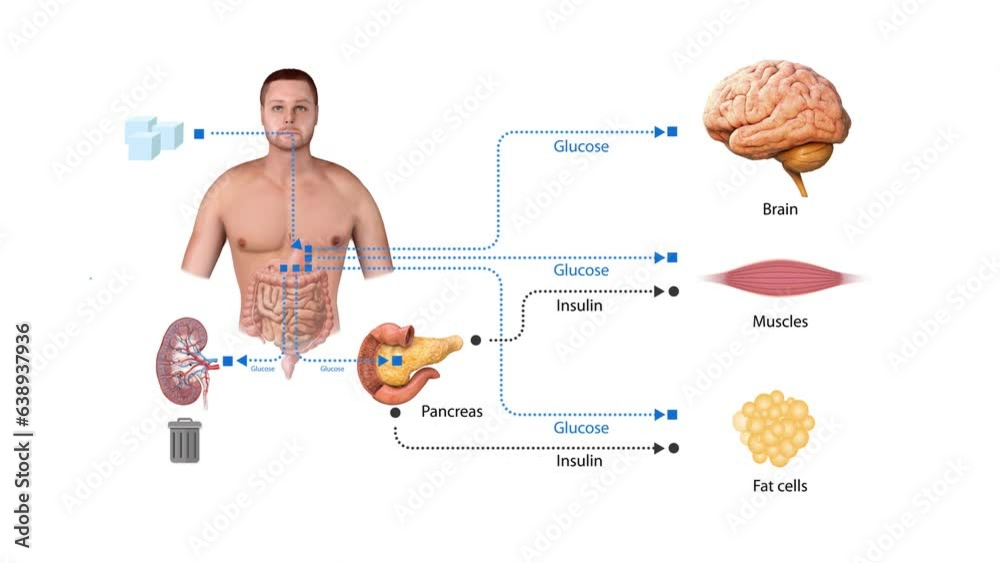 glucose insulin schematic diagram, Educational medical information. 2d ...