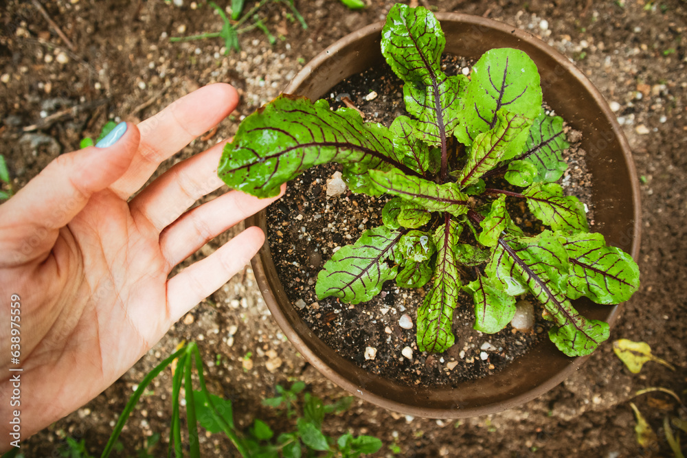 Growing beets in a brown pot. Green leaves of plant in woman's hand top ...