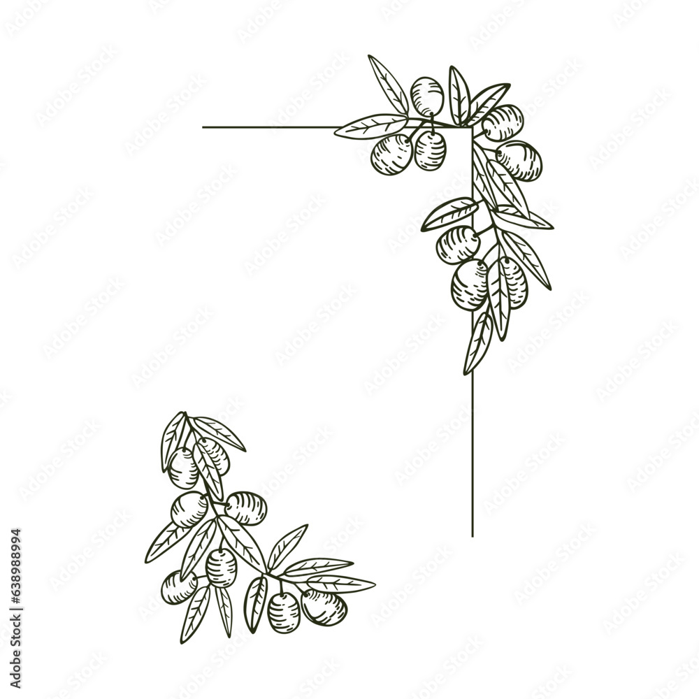 Vecteur Stock Olive leaves and fruits on branches.Vector hand drawn ...