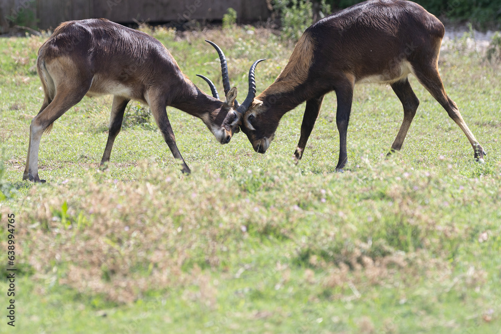 Two male animals engage in a fierce clash, locking horns in a dramatic ...