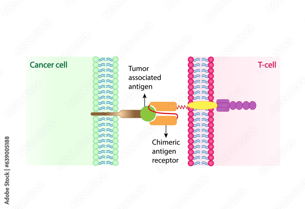 T-cell and Chimeric antigen receptor T cell ,CAR T cell, for use in ...