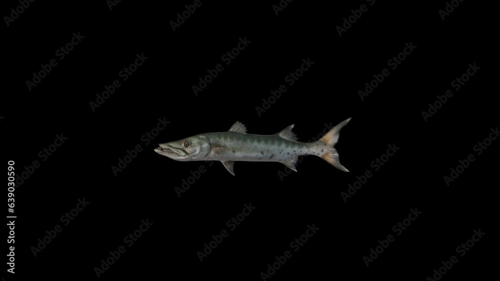 Vídeo do Stock: A 3D Barracuda fish Swimming walk cycle side view loop ...