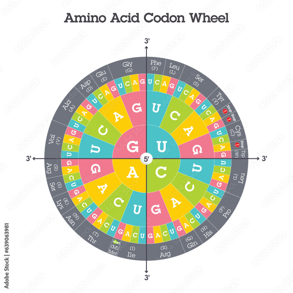 Amino Acid Codon Table genome sciences vector graphic Stock Vector ...