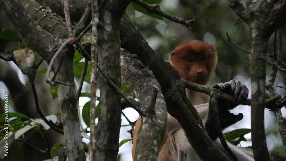 Vidéo Stock Female proboscis monkey in the wild, sitting on tree and looking around at Tarakan ...
