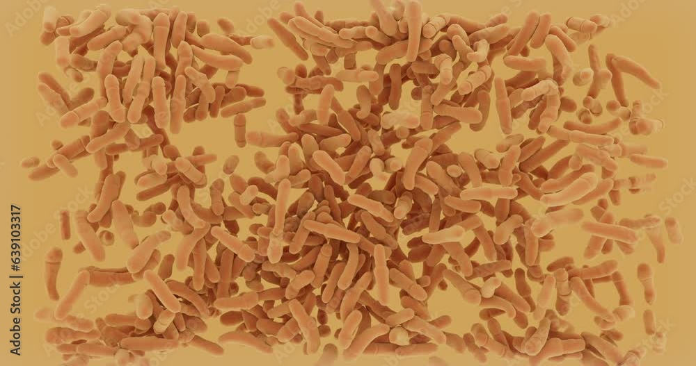 Vídeo do Stock: Bacillus is a genus of Gram-positive, rod-shaped ...