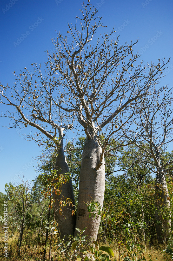 Leafless Boab trees (Adansonia gregorii) with round fruits in ...