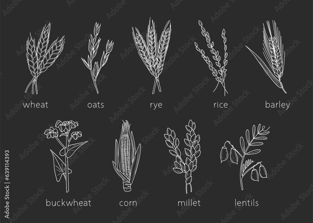 Cereal doodles, millet sketch, agriculture, wheat, barley, rice, corn ...