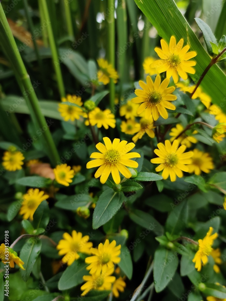 Melampodium divaricatum, commonly called melampodium or butter daisy ...