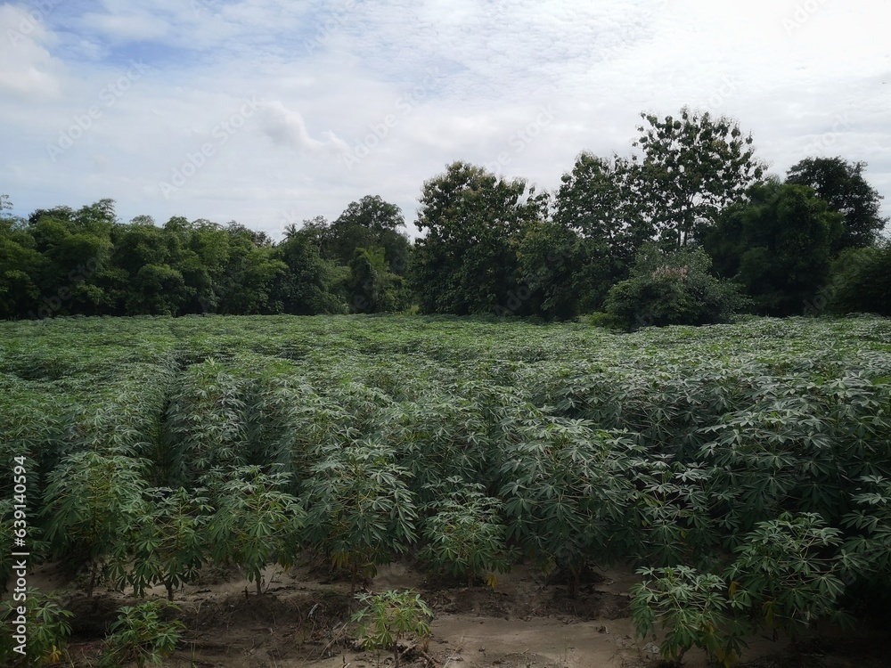 Cassava trees, areas for growing cassava crops. Stock Photo | Adobe Stock