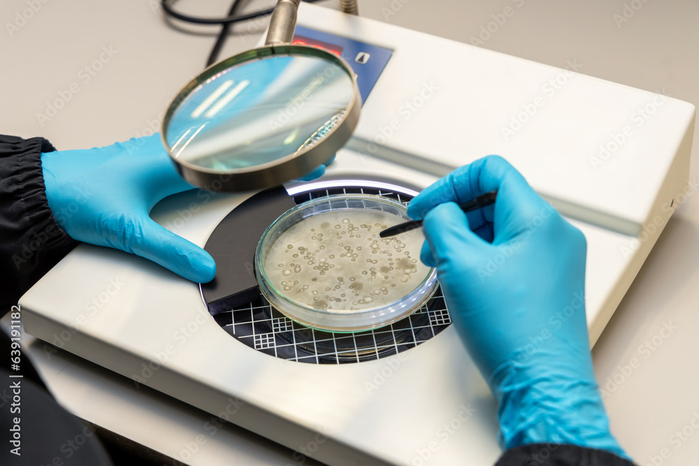 Scientist analysis and cultivate bacteria molds and fungal testing ...