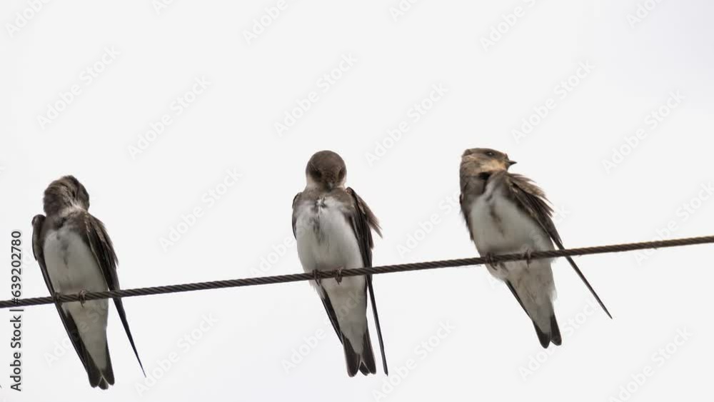The sand martin sit on wires. The sand martin (Riparia riparia), also ...