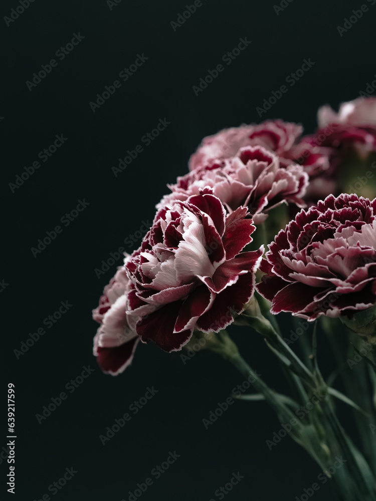 Bouquet of burgundy carnations with a light border on a black ...