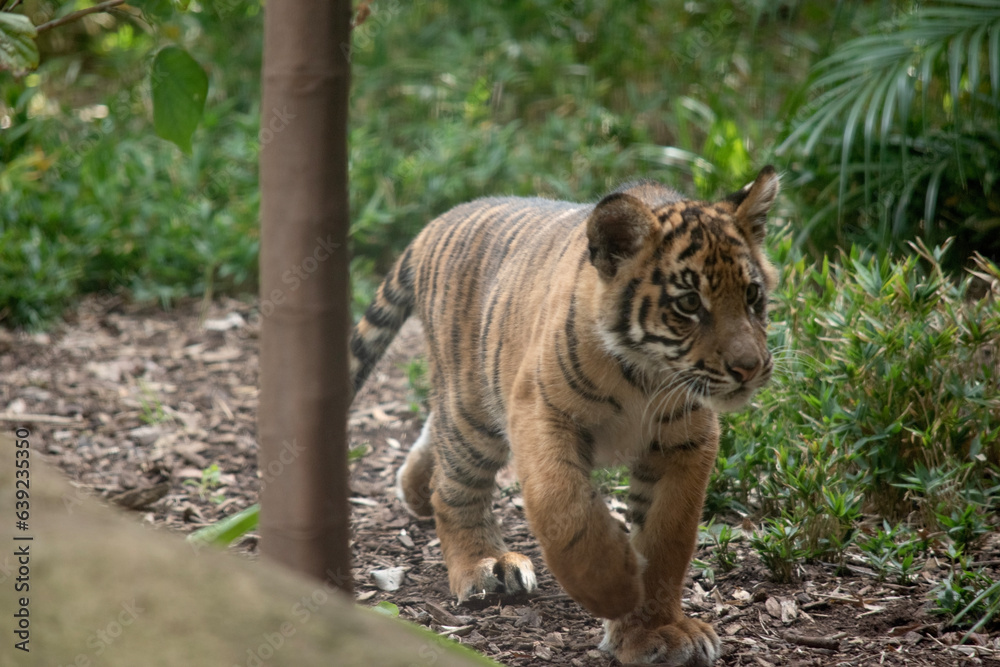 At four months of age tiger cubs are about the size of a medium-sized ...