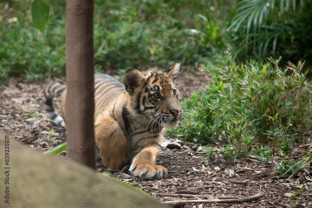 At four months of age tiger cubs are about the size of a medium-sized ...