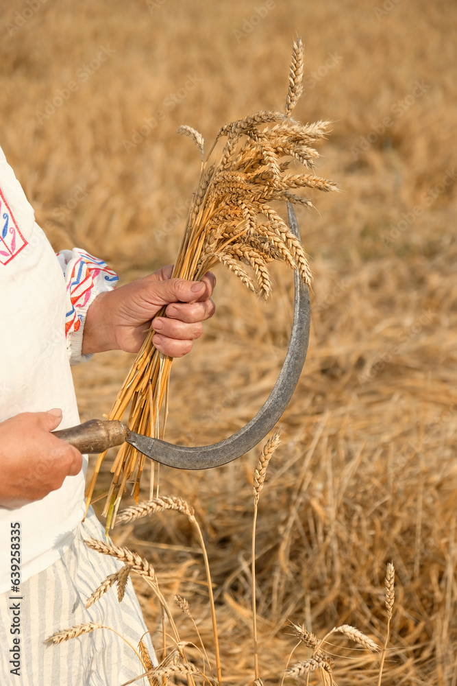 women holds ripe ears of wheat and sickle, on field, abstract natural ...