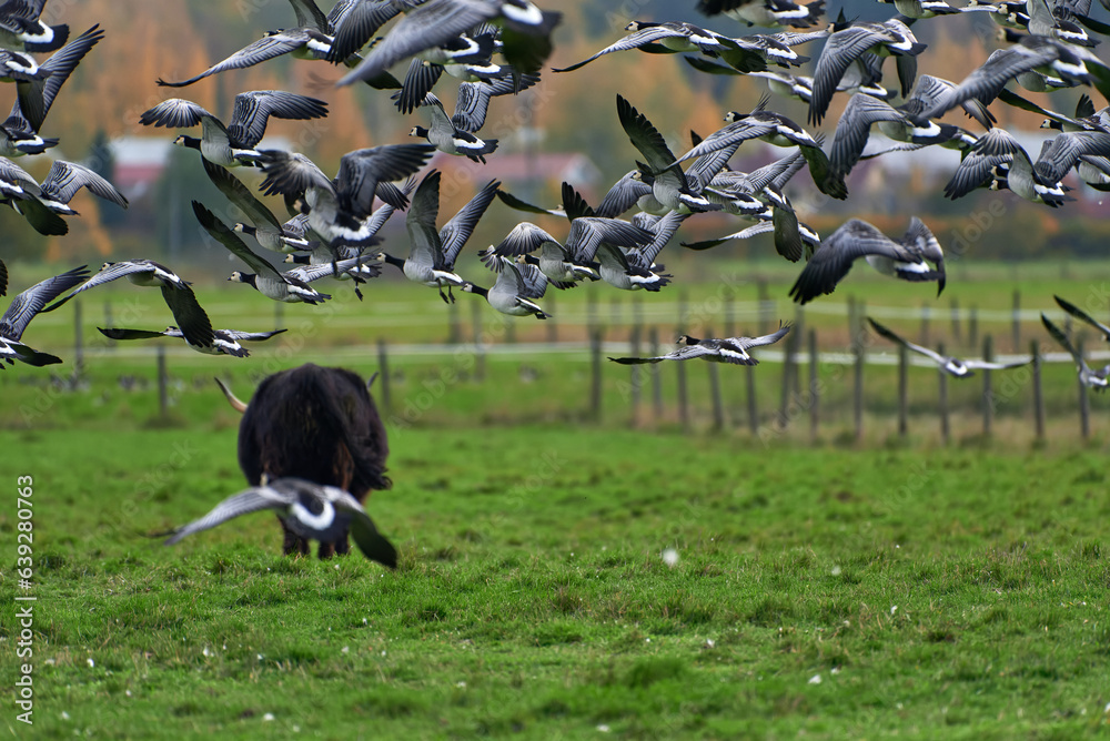 Highland cattle bovine with long horns walking in stall with thick ...