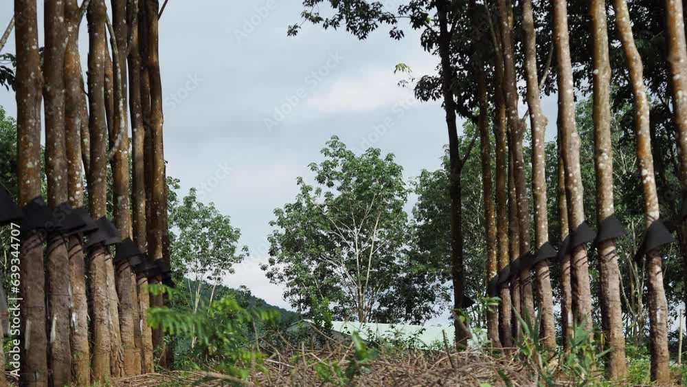 Rubber trees with the collctors on the sides of the frame. The camera ...