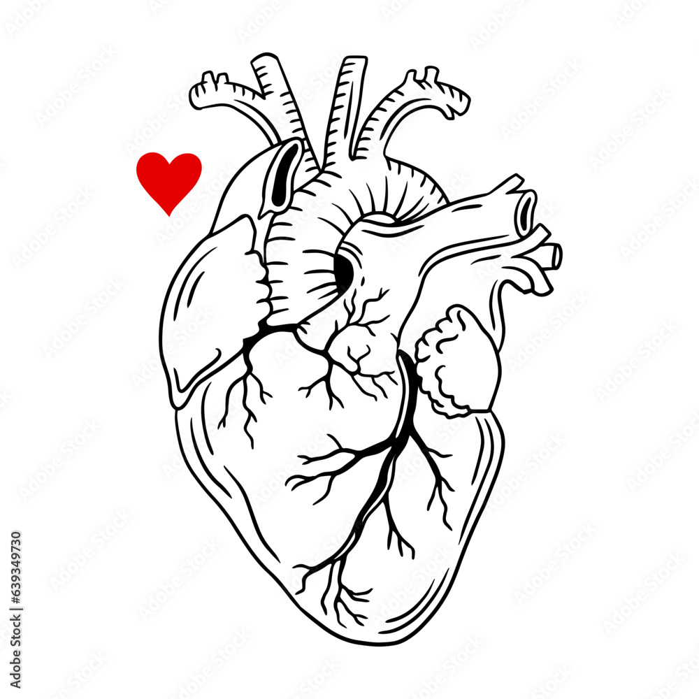 Realistic heart icon isolated on white background. Vector logo of a ...