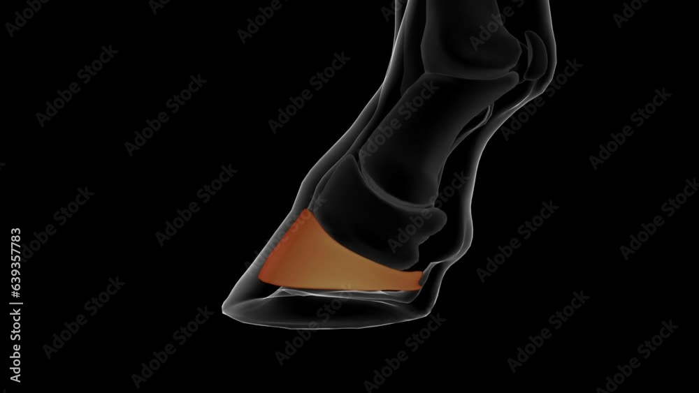 Coffin bone horse skeleton anatomy for medical concept 3D rendering ...