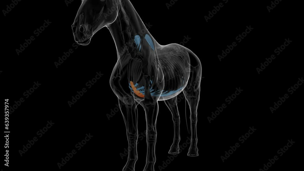 Sternum bone horse skeleton anatomy for medical concept 3D rendering ...