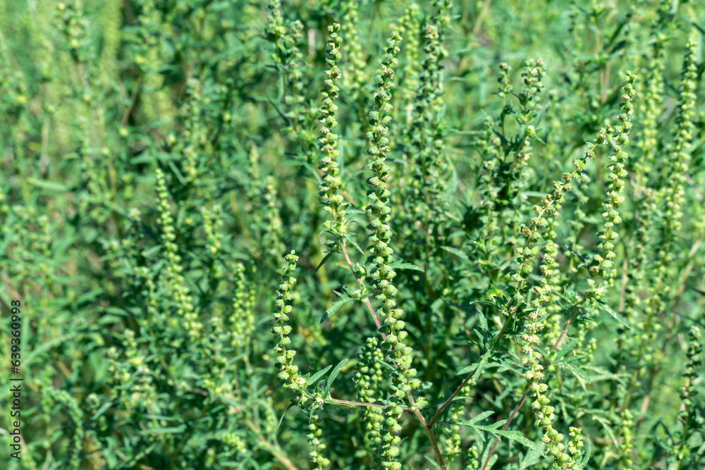 Green flower of common ragweed blooms in season. Bush ambrosia ...