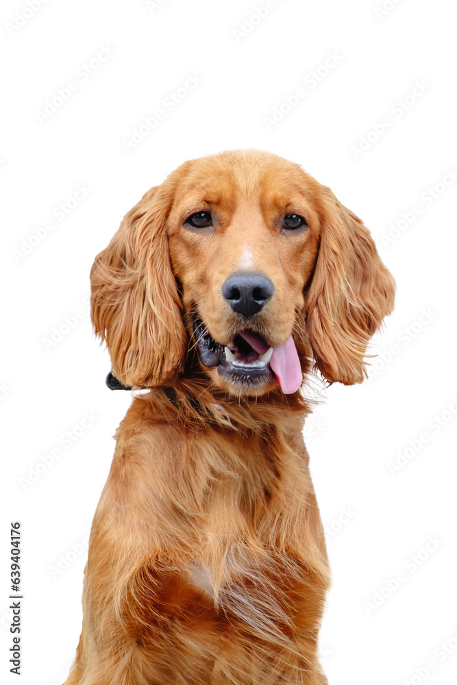 Portrait of a sitting brown english cocker spaniel looking at camera. A ...