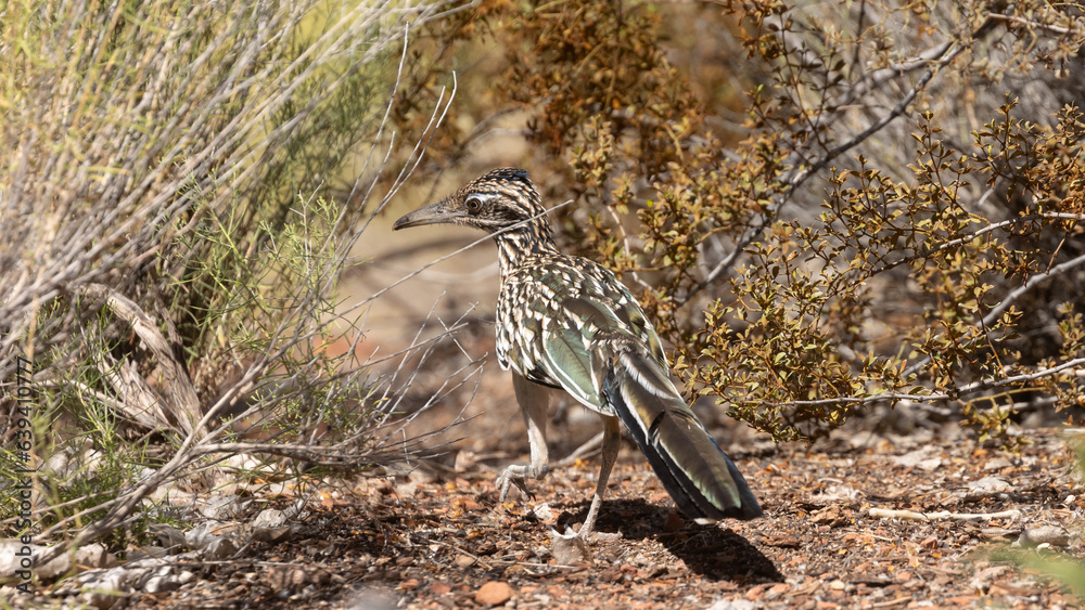 A Greater Roadrunner looks to the left as it makes it's way between a ...