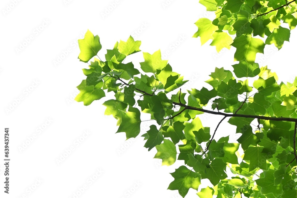 American tulip tree ( Liriodendron tulipifera ). Magnoliaceae deciduous ...