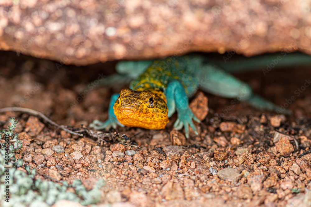 collard lizard on rocky ground also known as a boomer lizard Stock ...