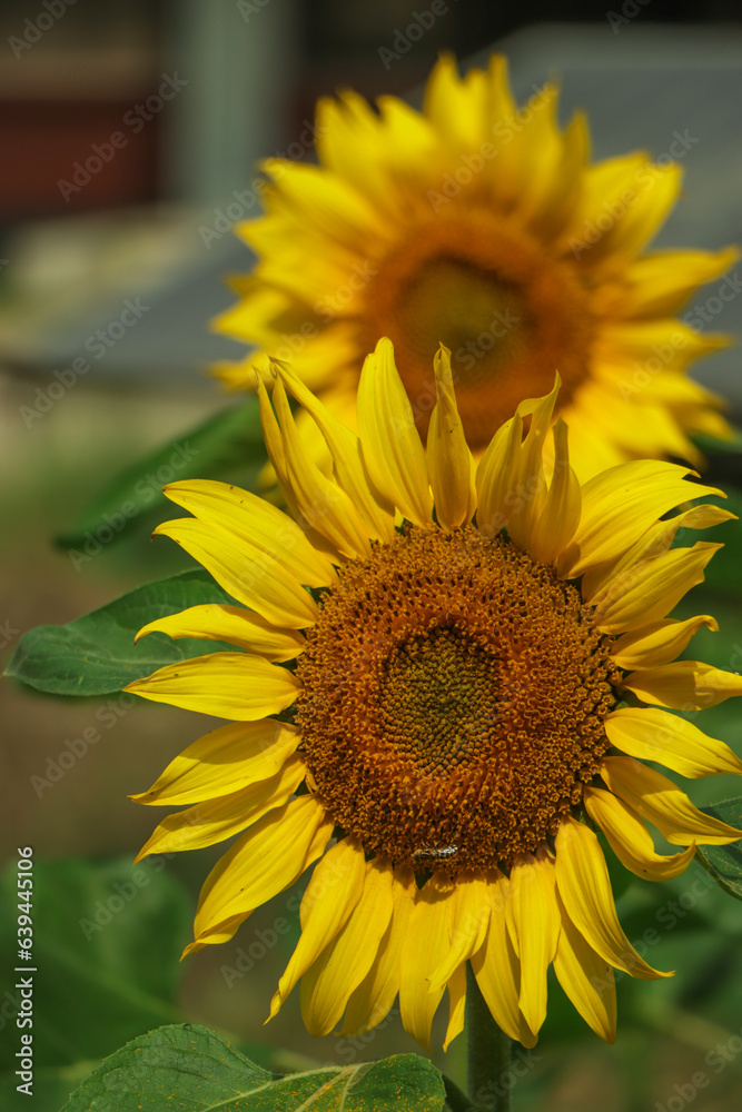 Sunflowers garden. Sunflowers have abundant health benefits. Sunflower ...